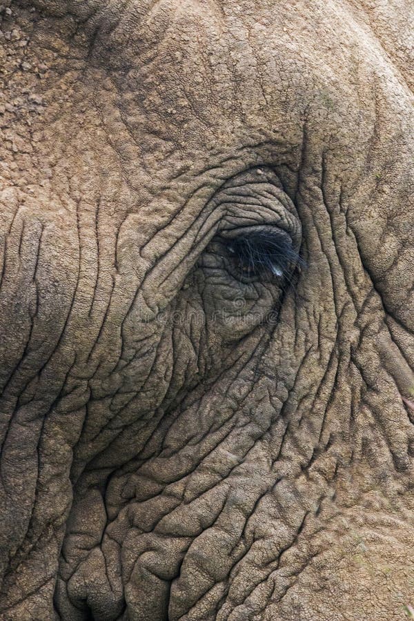 Extreme Close Up Skin and Eye of African Elephant Stock Image - Image ...