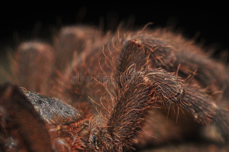 Extreme Close Up of Spiders Legs Stock Photo - Image of : 98351882