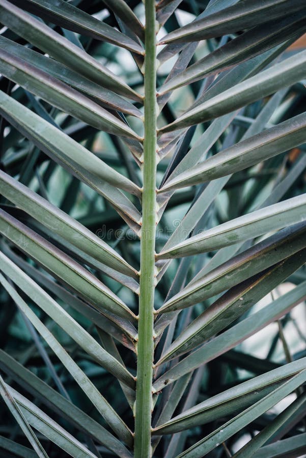 Extreme Close Up of Stem of Palm Tree Leaf. Stock Image - Image of ...