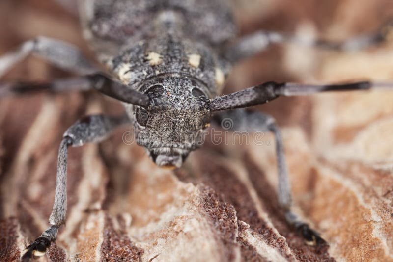 Timberman stock photo. Image of borer, antenna, trees - 8920452