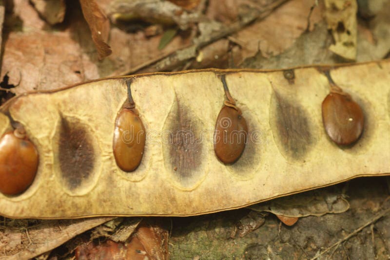 Extreme Close Up of Tropical Tree Seeds Inside Sheath Stock Image ...