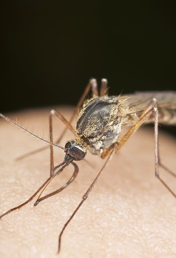 De Mug van het insect stock afbeelding. Image of biologie - 14365081