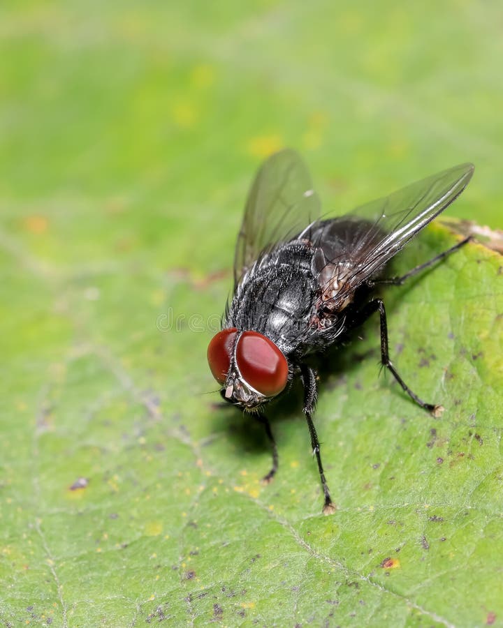 Close Up View of Fly on a Green Leaf Stock Image - Image of closeup ...