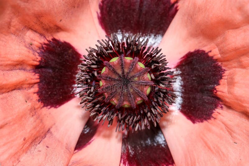 Extreme Close Up View of Inside Details of Poppy Flower Stock Image ...