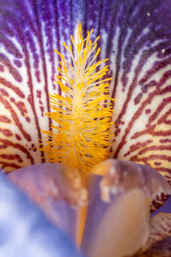 Extreme Close Up View of Pollen in Purple Iris Flower Stock Image ...