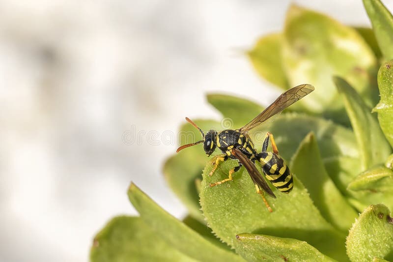 Extreme Close Up of a Wasp with Open Wings Stock Image - Image of ...