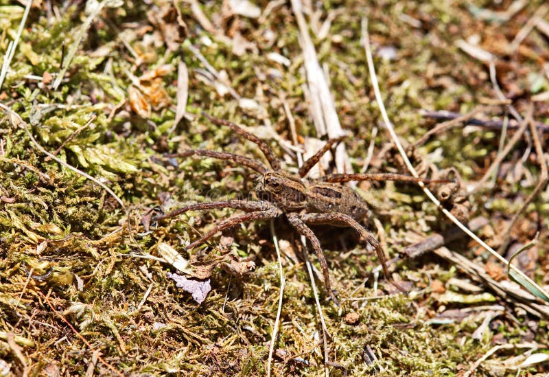 Macro of a Small Wolf Spider Stock Photo - Image of brown, notice ...