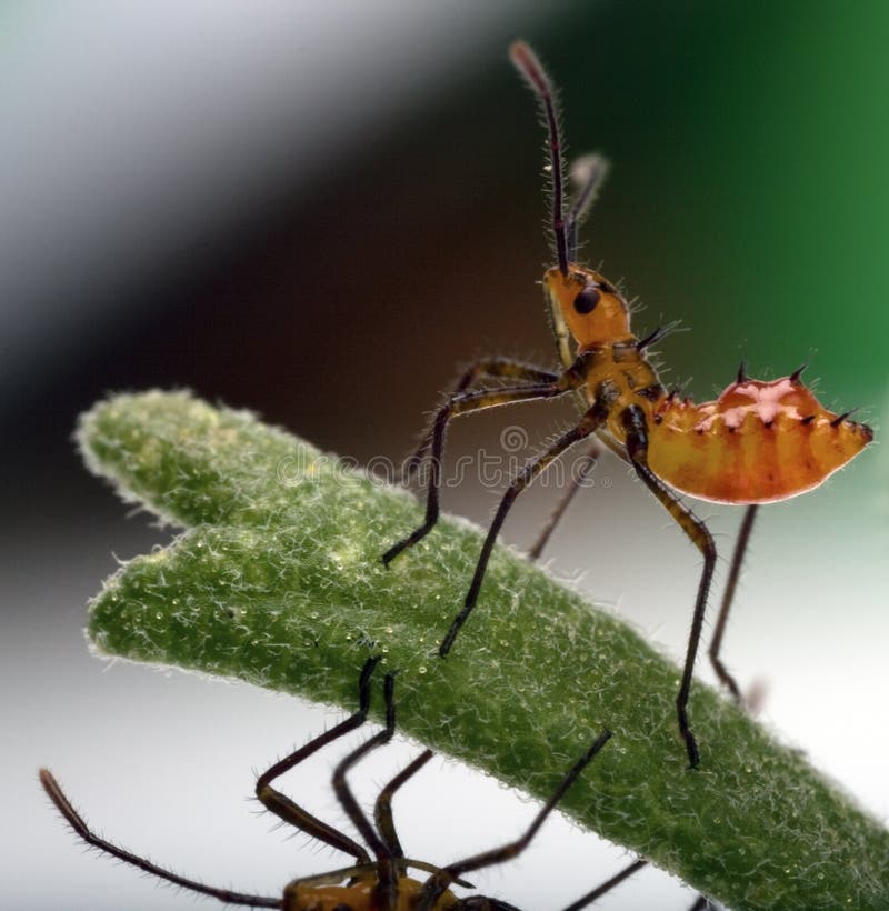 Extreme Closeup of an Aphid Stock Photo - Image of aphid, standing ...