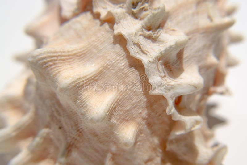 Extreme Closeup of a Conch Shell Stock Photo - Image of conch, closeup ...