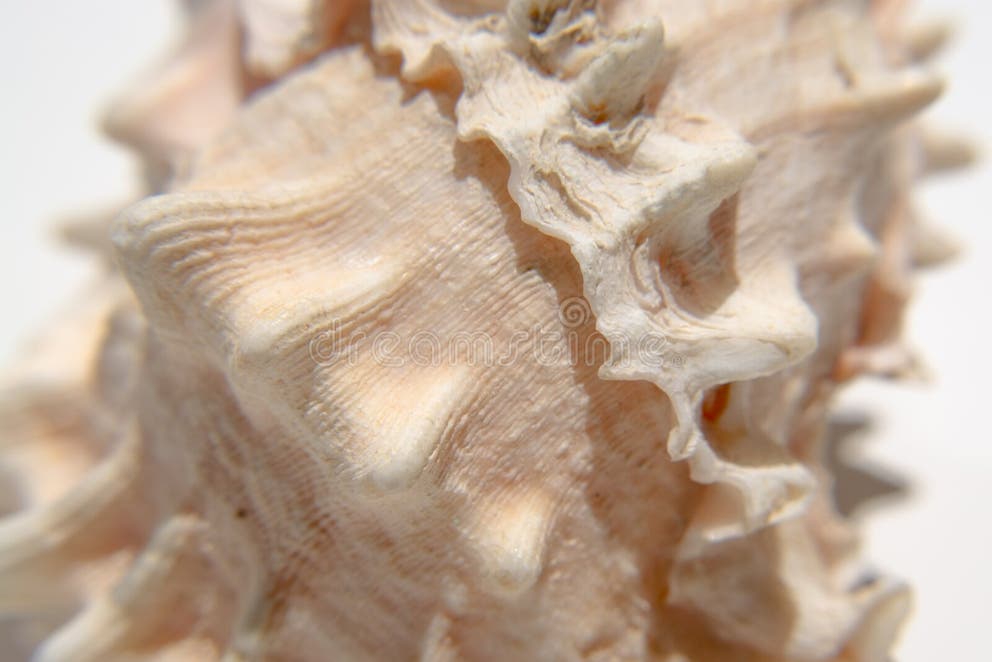 Extreme Closeup of a Conch Shell Stock Photo - Image of conch, closeup ...