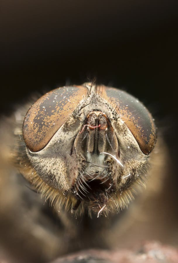 Extreme Closeup of a Fly S Head Stock Photo - Image of wildlife, hairy ...