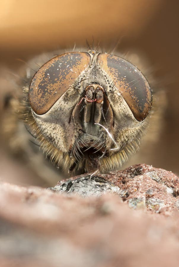 Extreme Closeup of a Fly S Head Stock Photo - Image of wildlife, hairy ...