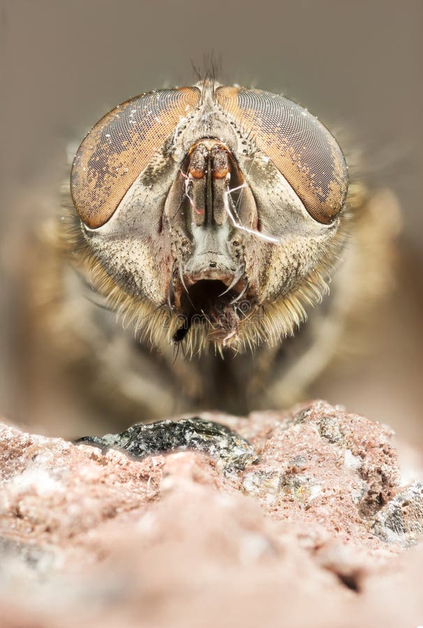 Extreme Closeup of a Fly S Head Stock Photo - Image of wildlife, hairy ...