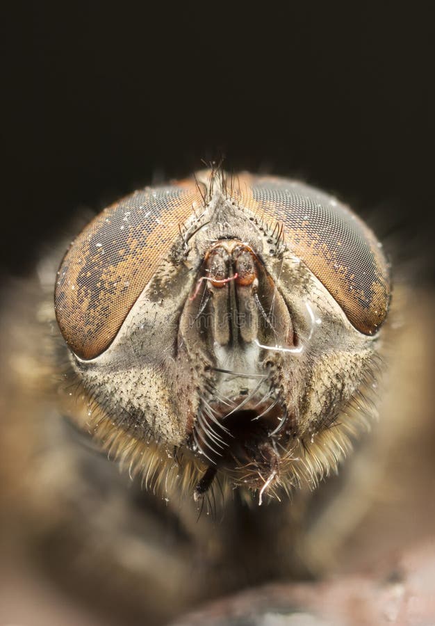 Extreme Closeup of a Fly S Head Stock Image - Image of face, closeup ...