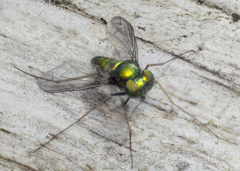 An Extreme Closeup Focus Stacked Image of a Tiny Metallic Green Fruit ...