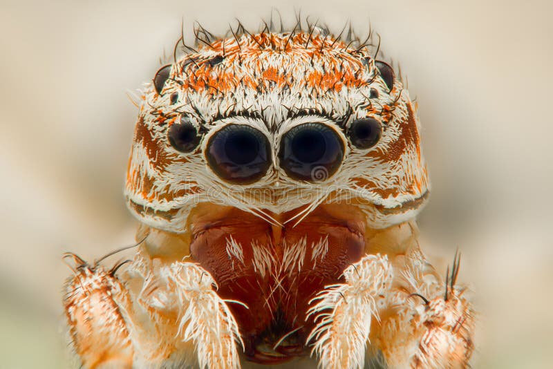 Jumping Spider Head Closeup Stock Image - Image of leaf, summer: 34813741