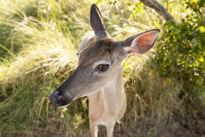 Extreme Closeup Wide Angle Shot of Deer Stock Image - Image of mammal ...