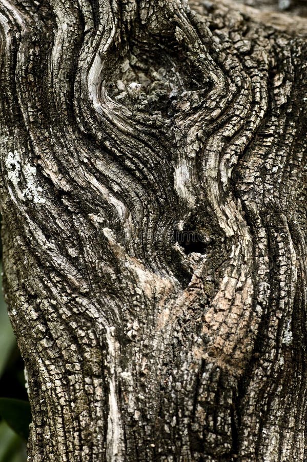 Extreme Cracking of a Dead Tree Trunk Stock Image - Image of maple ...