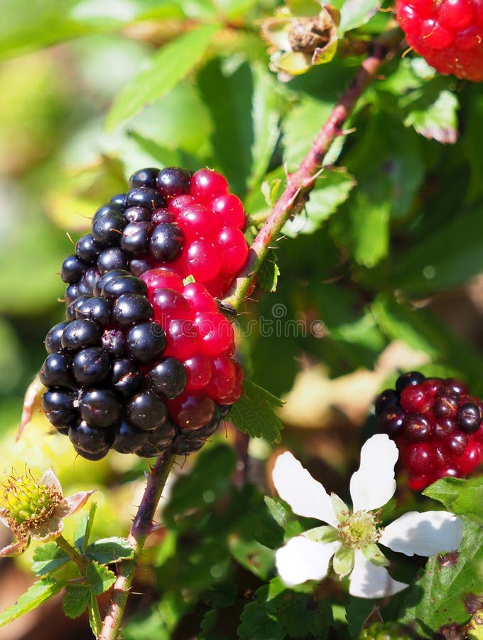 Extreme Depth of Field Photo of Wild Black Rasberries Stock Image ...