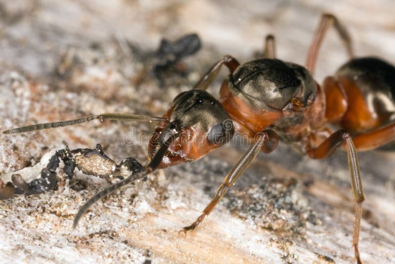 Extreme Front View of Wooden Ant Stock Photo - Image of crawling ...