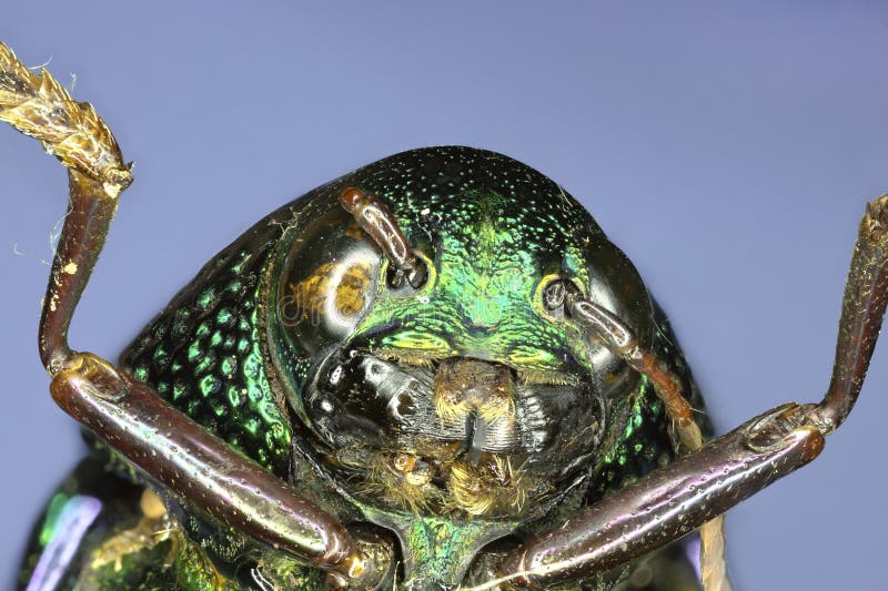 Extreme insect closeup stock image. Image of face, close - 23752349