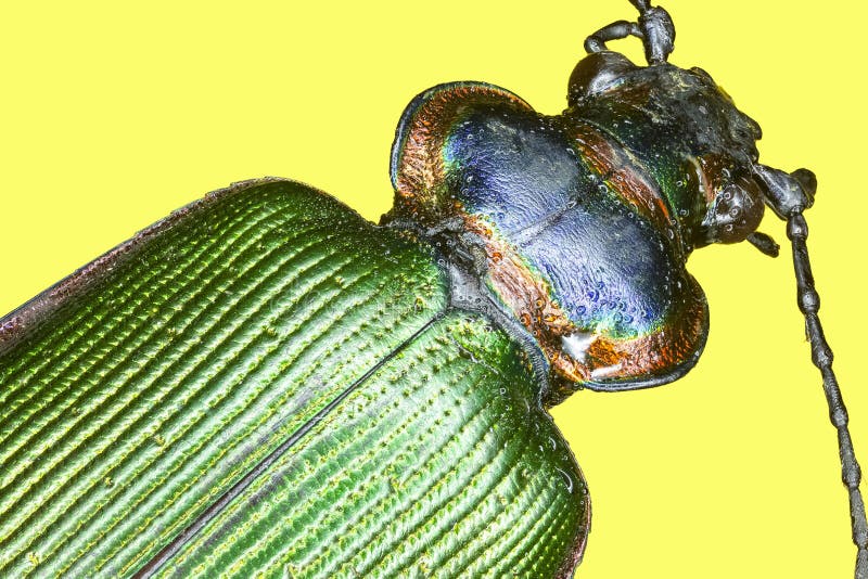 Green beetle and bees stock image. Image of macro, live - 70028767