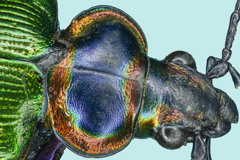 Extreme Macro Big Green Beetle Stock Photo - Image of insect ...