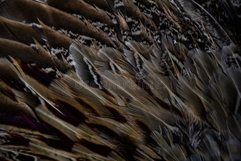 Extreme Macro of Bird`s Wing Stock Image - Image of feather, detail ...