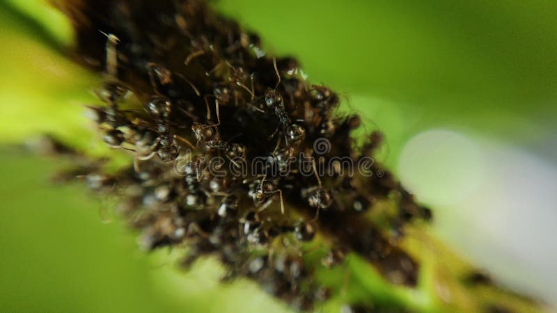 Macro Black Ant Colony Stock Footage & Videos - 2,462 Stock Videos