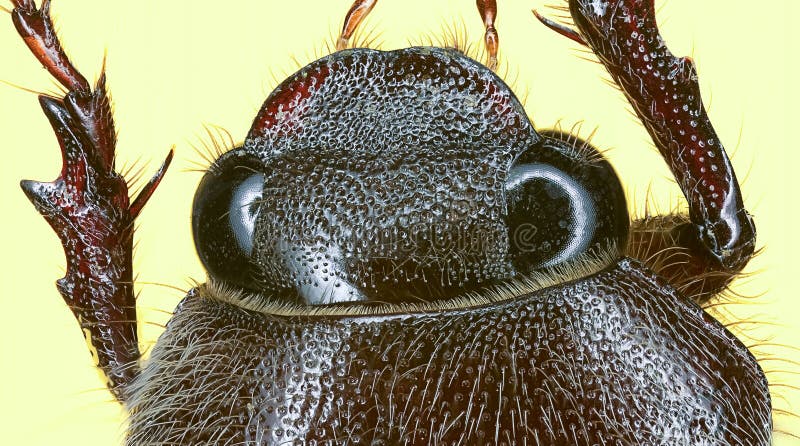 Extreme Macro of Brown Beetle Stock Image - Image of lucanus, enormous ...