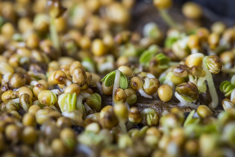 Macro Germination of Corn Isolated on White Stock Image - Image of ... Macro Germination of Corn Isolated on White Stock Image - Image of ...