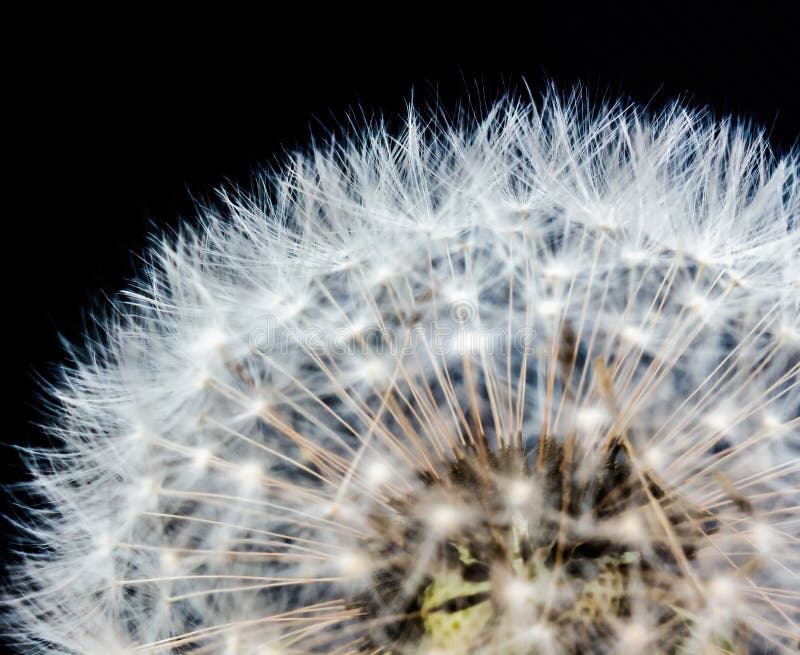 Extreme Macro Close Up of Dandelion Against Dark Black Background Stock ...
