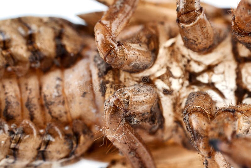 Cicada nymph shell stock photo. Image of macro, creature - 178951504