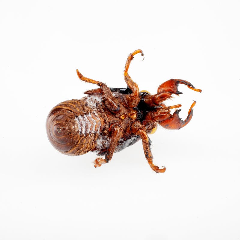 Cicada nymph shell stock image. Image of macro, exoskeleton - 178951571