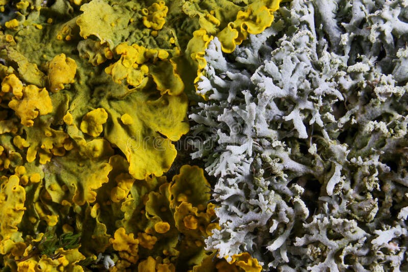 Extreme Macro of Different Colored Lichen for Natural Pattern ...