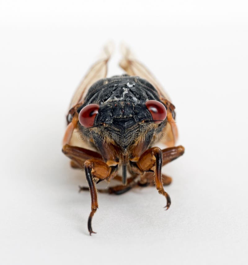525 Cicada Face Stock Photos - Free & Royalty-Free Stock Photos from ...