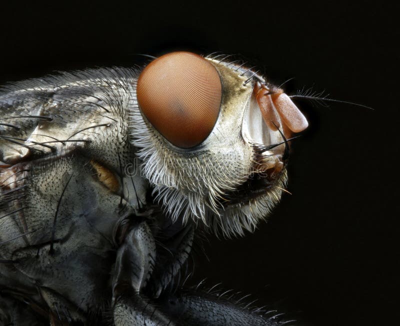 Extreme Macro of the Fly Eye Stock Photo - Image of face, closeup ...