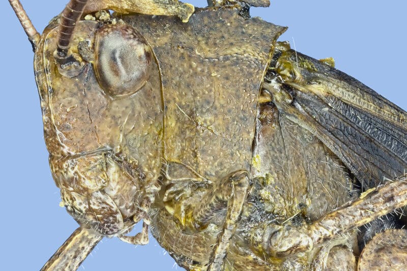 Arphia Sp Stock Photos - Free & Royalty-Free Stock Photos from Dreamstime