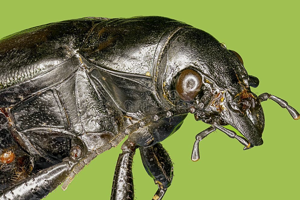 Extreme Macro Hardwood Stump Beetle Stock Image - Image of black ...