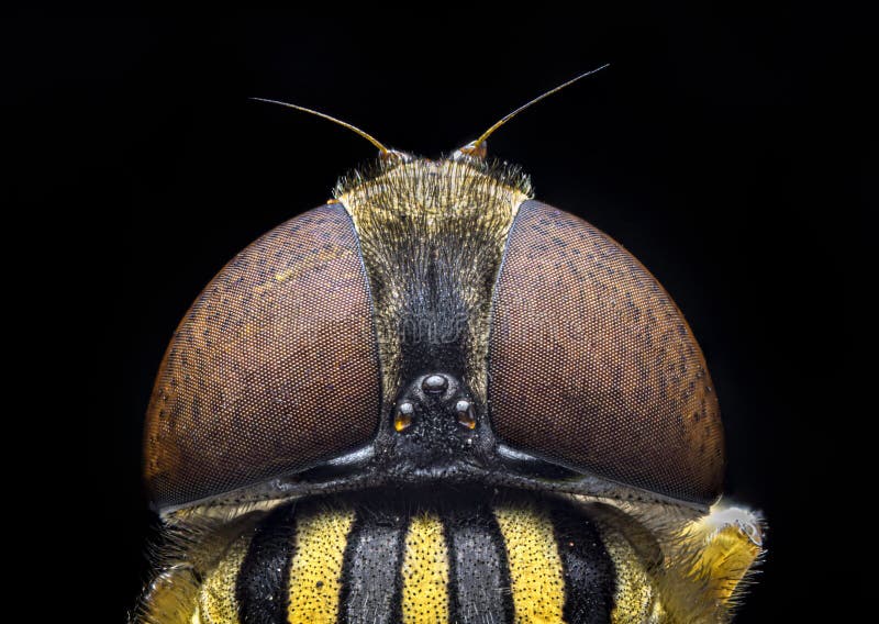 Extreme Macro Headshot of Hover Fly Stock Image - Image of entomology ...