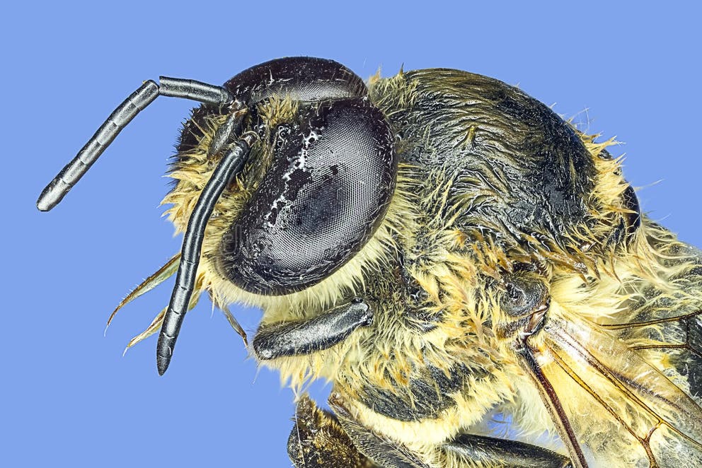 Extreme macro honey bee stock image. Image of black, apis - 24277333