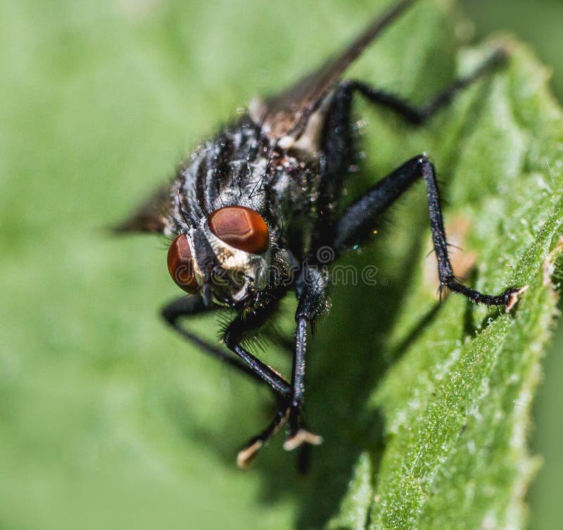 Closeup of House Fly stock image. Image of closeup, disease - 6242823