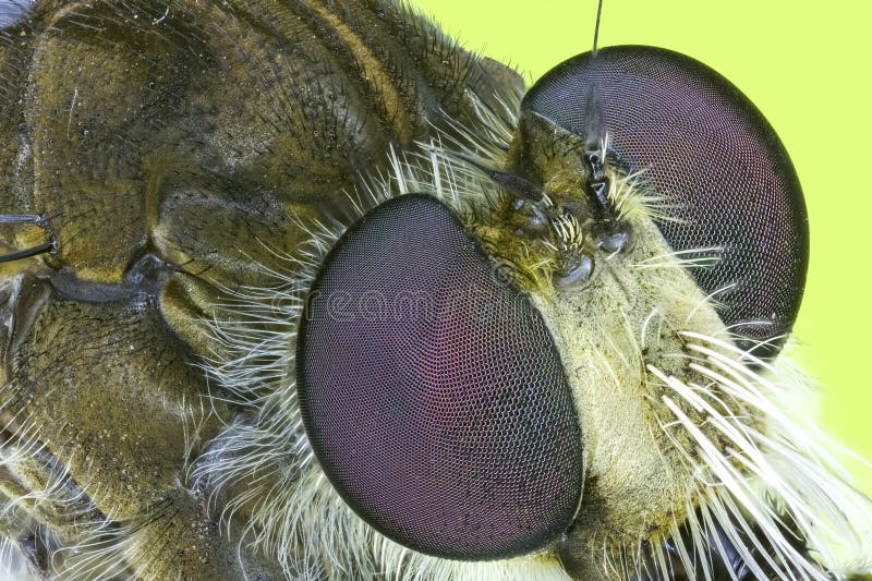 Extreme insect closeup. stock image. Image of gnat, magnification ...