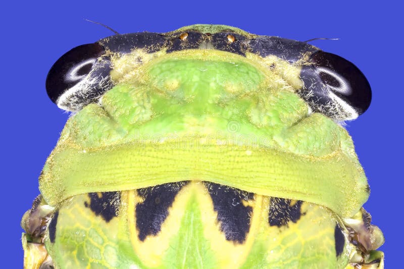 Extreme insect closeup. stock image. Image of gnat, magnification ...