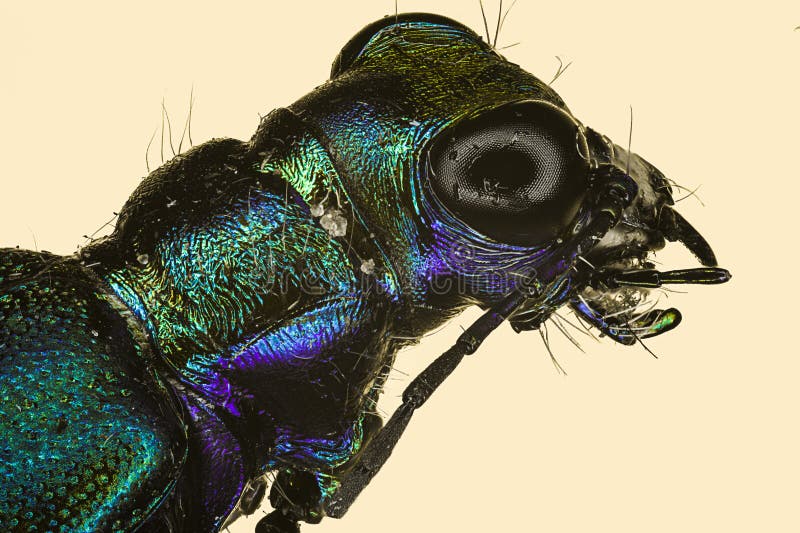Extreme Macro Insect Tiger Beetle Stock Photo - Image of fearsome ...