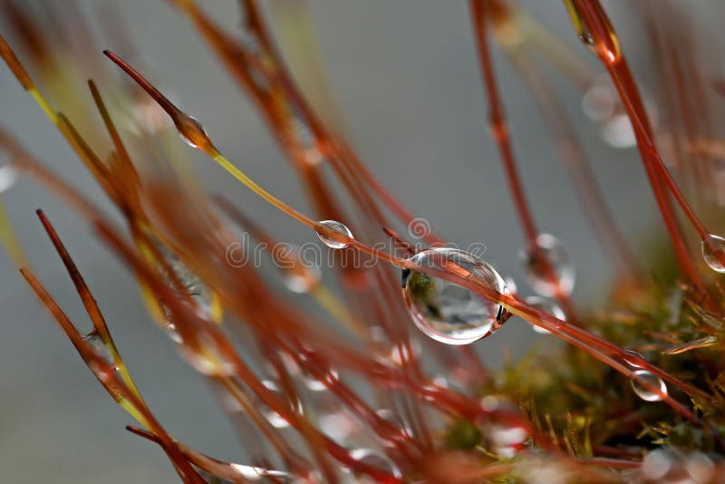 Extreme Macro of Moss Spores with Droplets Stock Image - Image of ...