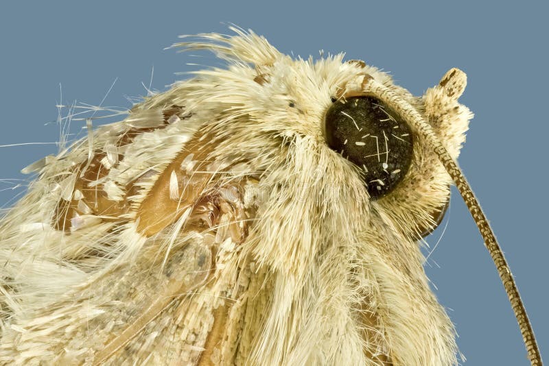 Polyphemus Moth stock image. Image of lepidoptera, closeup - 29246313