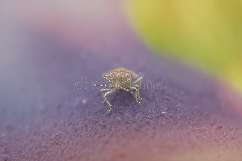 Strong Subject Isolation Stock Photos - Free & Royalty-Free Stock ...