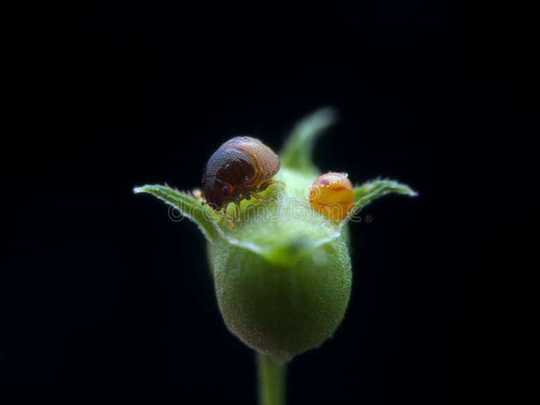 Extreme Macro of Shield Bug Nymph and Egg Stock Image - Image of macro ...