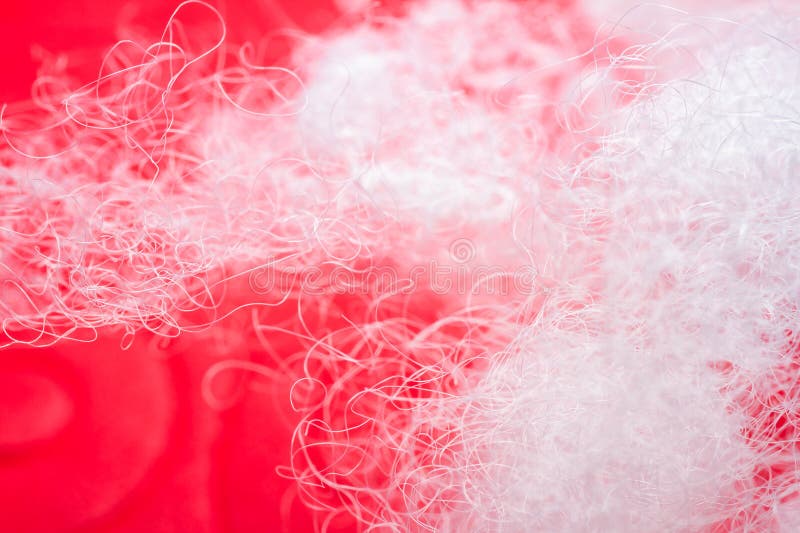 Extreme Macro of Polyester Stable Fiber on Red Background Stock Photo ...